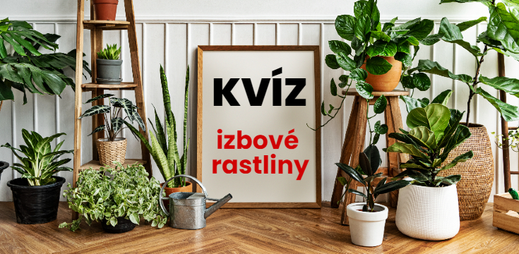 izbové rastliny kvíz - Precitaj.si izbové rastliny kvíz - Precitaj.si